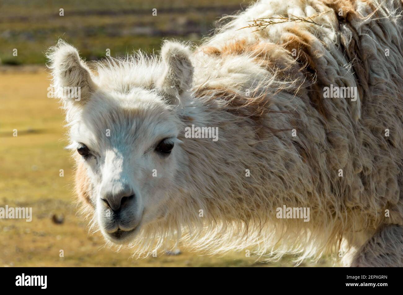 Cute and White llama Stock Photo - Alamy