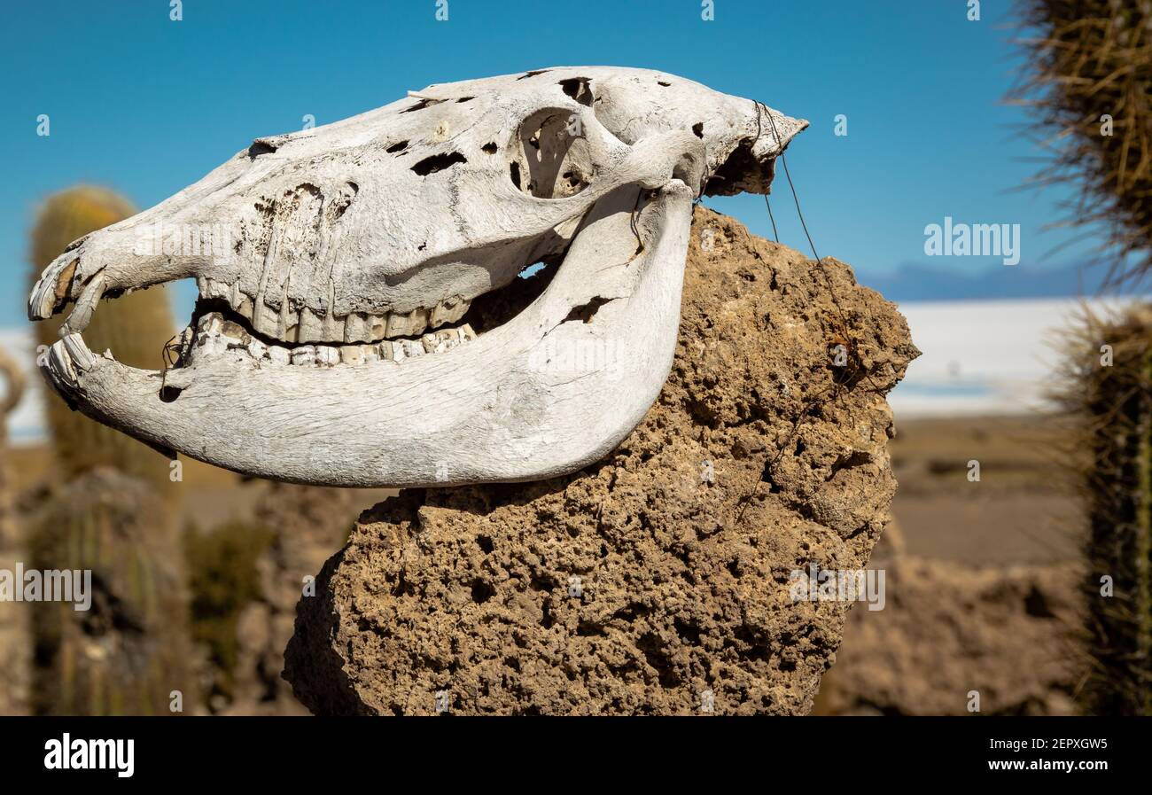Llama skull hi-res stock photography and images - Alamy