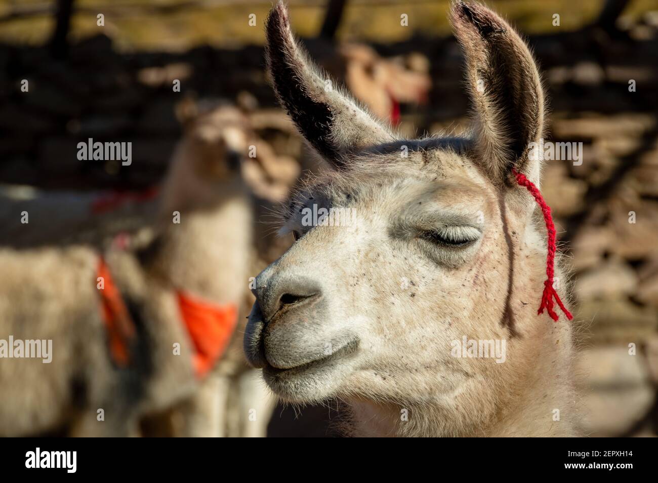 White Llama Head