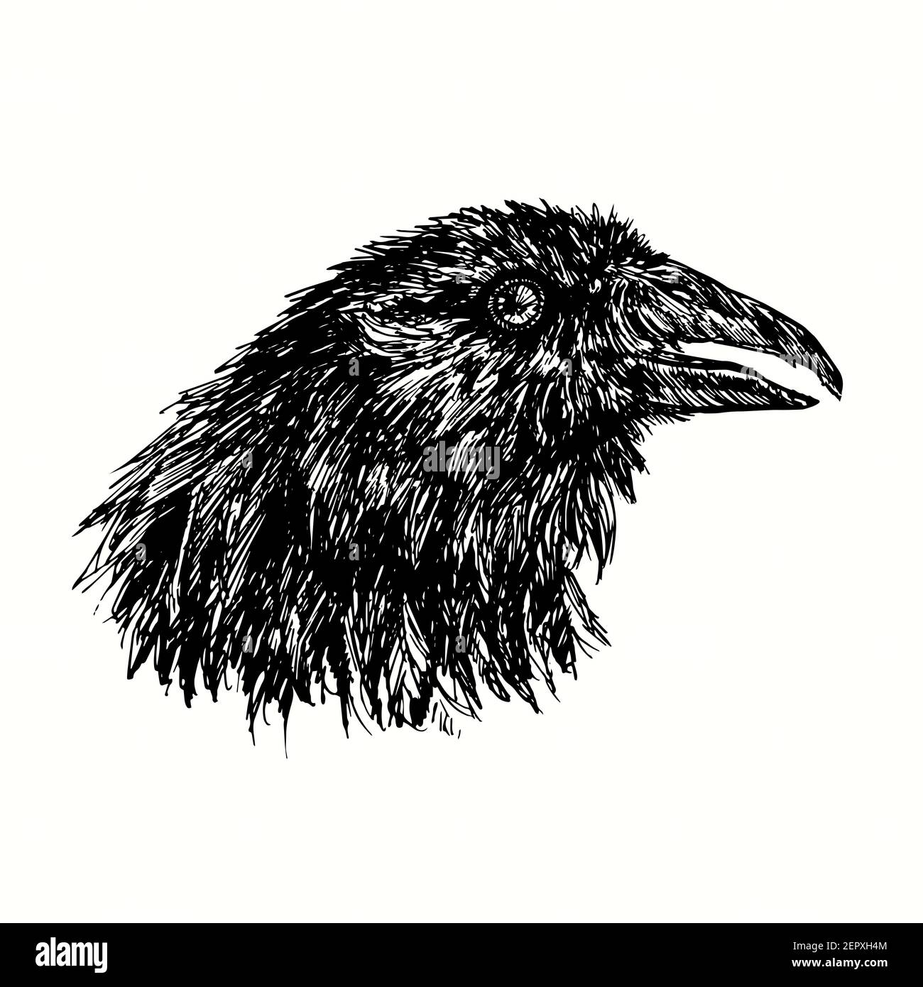 Crow Head Drawing