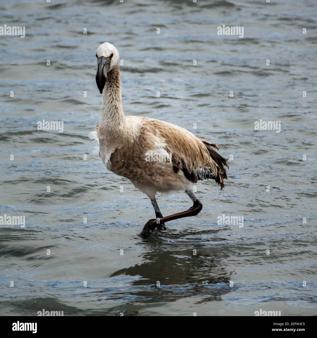 Parina hi-res stock photography and images - Alamy