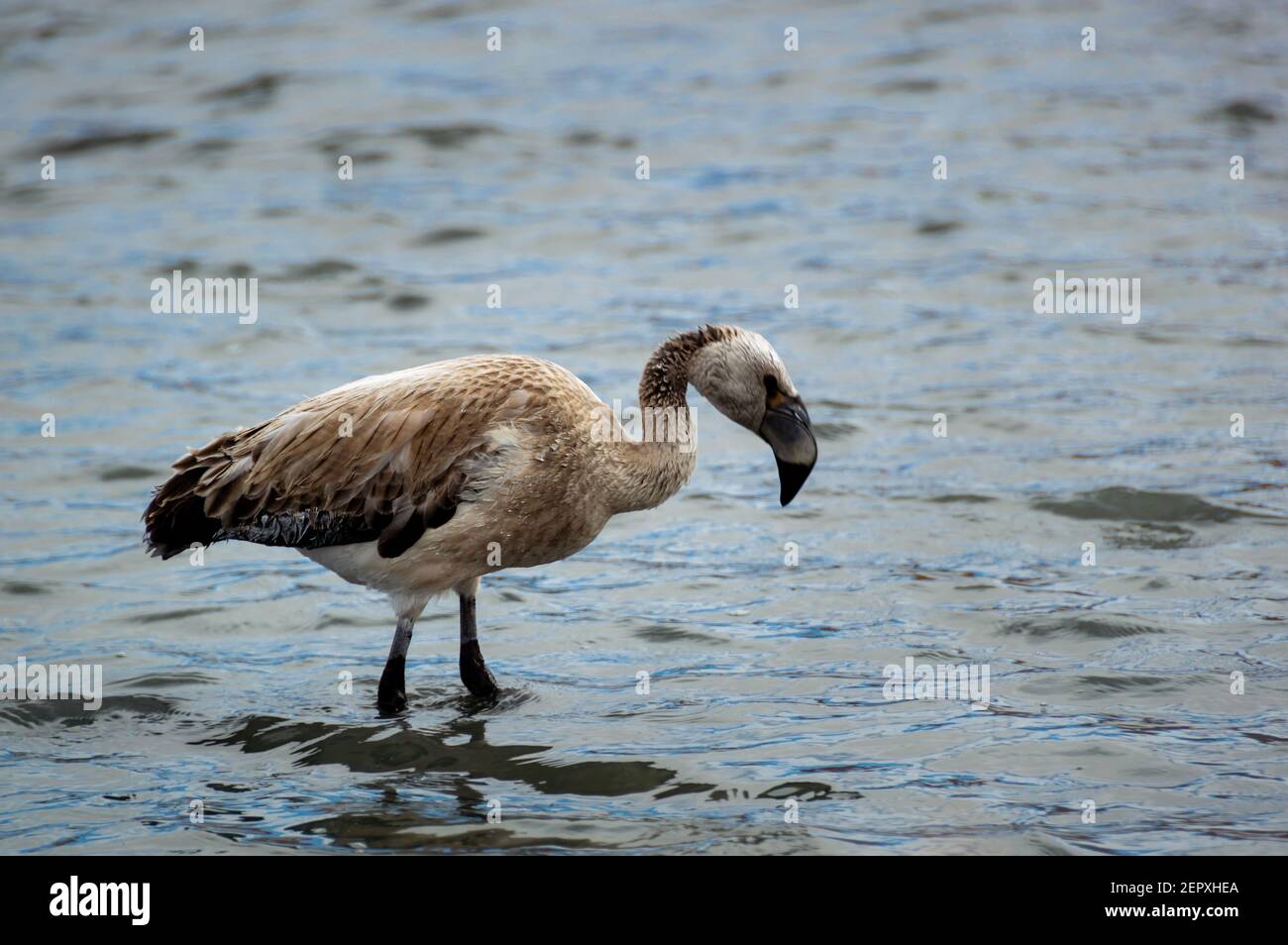 Parina hi-res stock photography and images - Alamy