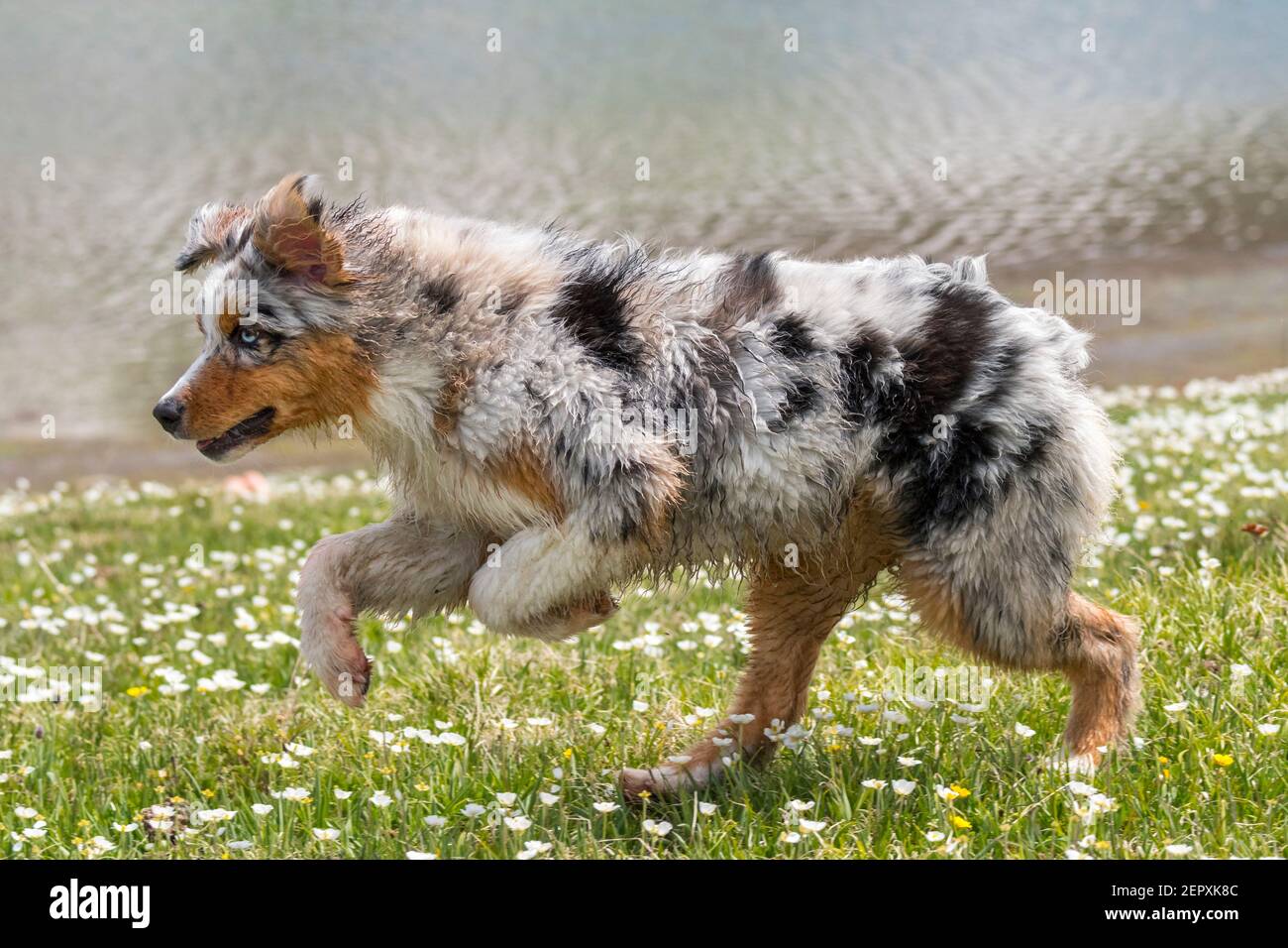 blue merle Australian shepherd dog runs and jump on the meadow in colle del nivolet in piedmont ...