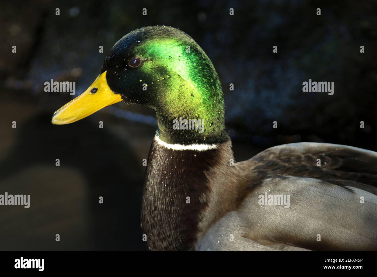 Light refraction duck hi-res stock photography and images - Alamy