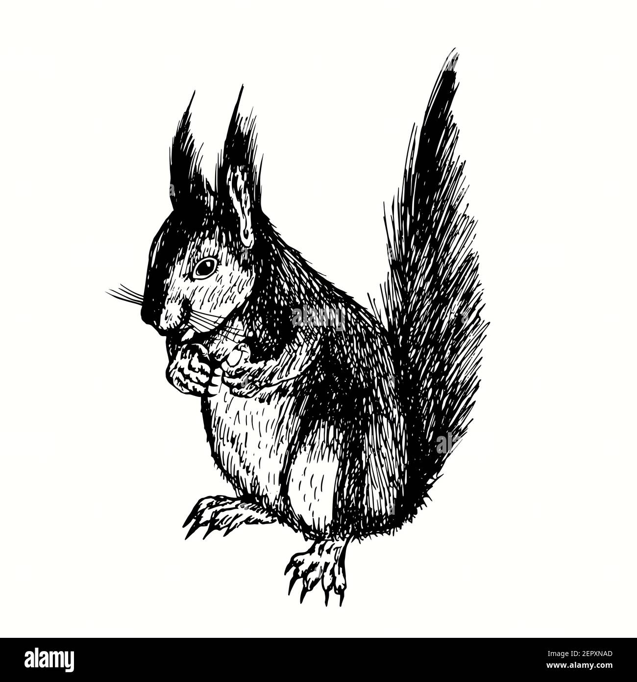 Hand drawn squirrel. Ink black and white drawing Stock Photo - Alamy