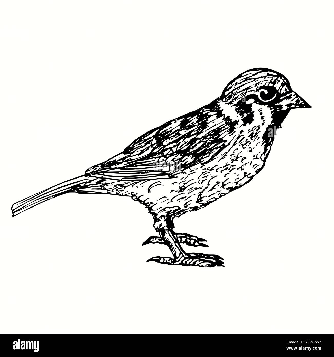 Vector Drawing Sparrow Birds High Resolution Stock Photography and ...