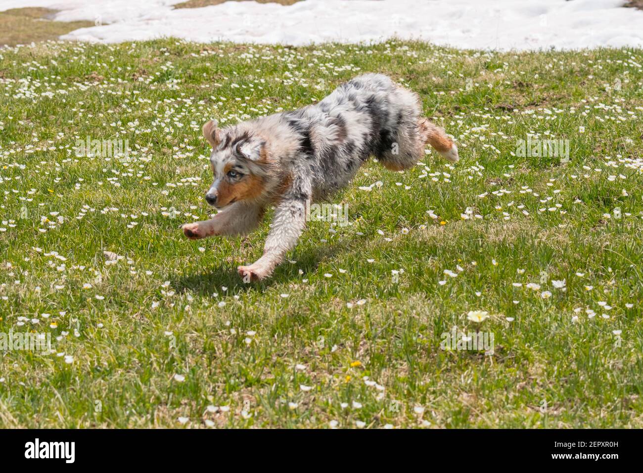 blue merle Australian shepherd dog runs and jump on the meadow in colle del nivolet in piedmont ...