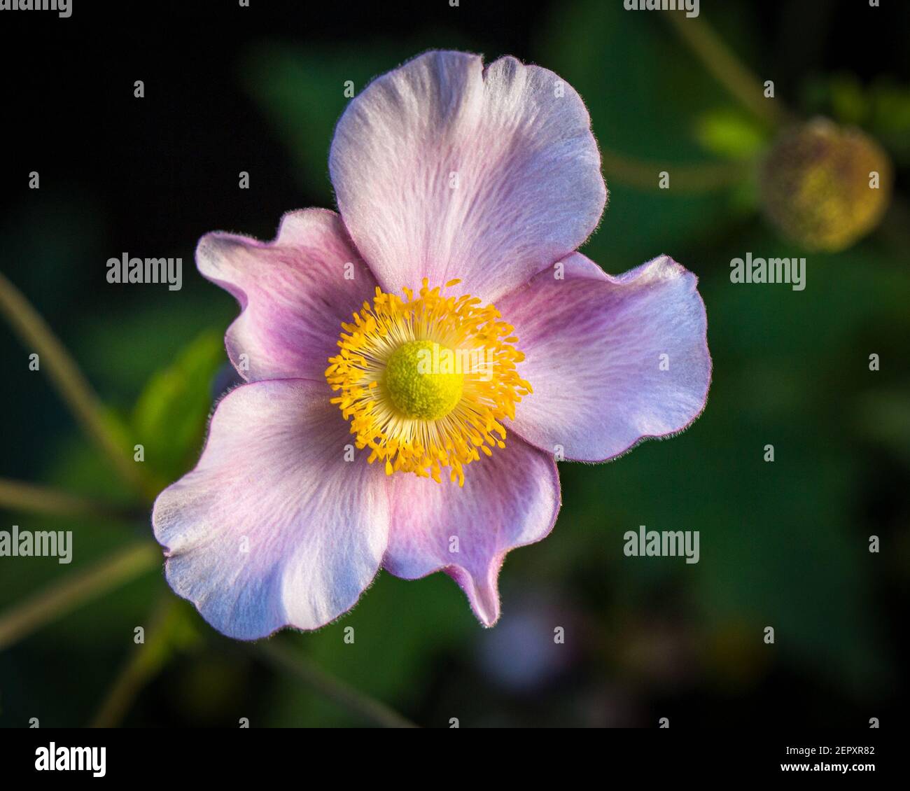 Anemone beauty in nature hi-res stock photography and images - Alamy