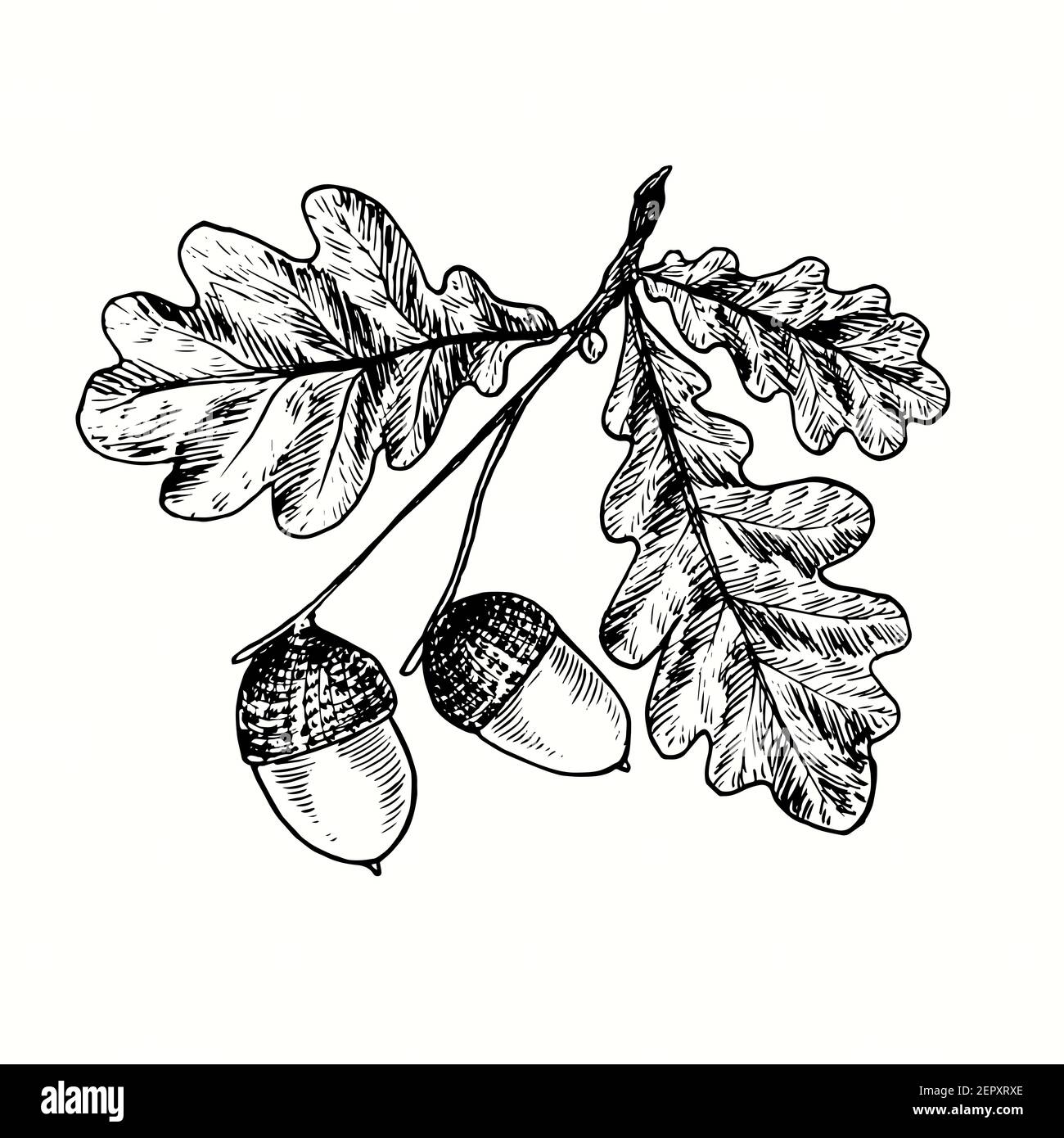 Oak Leaf And Acorn Drawing