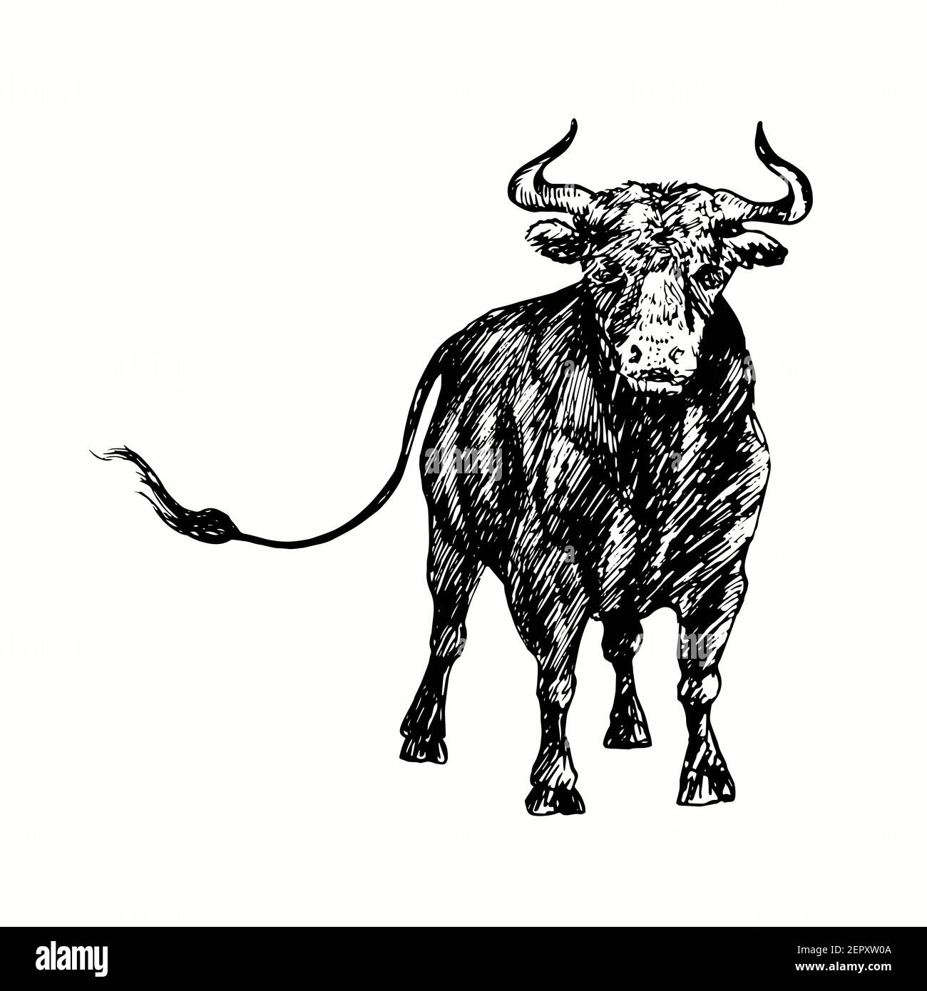 Hand drawn black bull standing portrait, front view. Ink black and ...