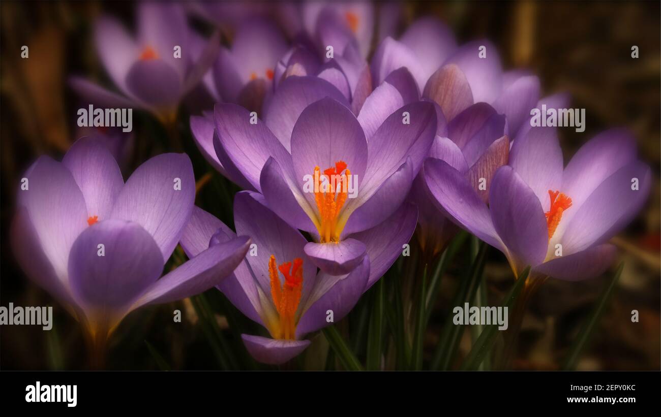 Crocus group hi-res stock photography and images - Alamy