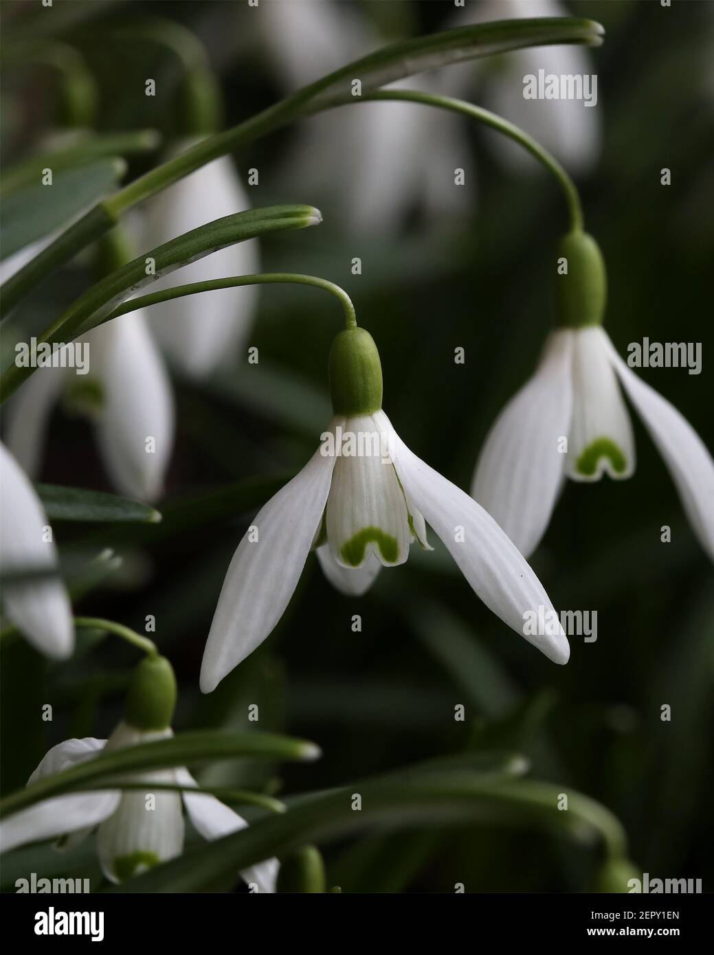 Snow Drops Galanthus Stock Photo - Alamy