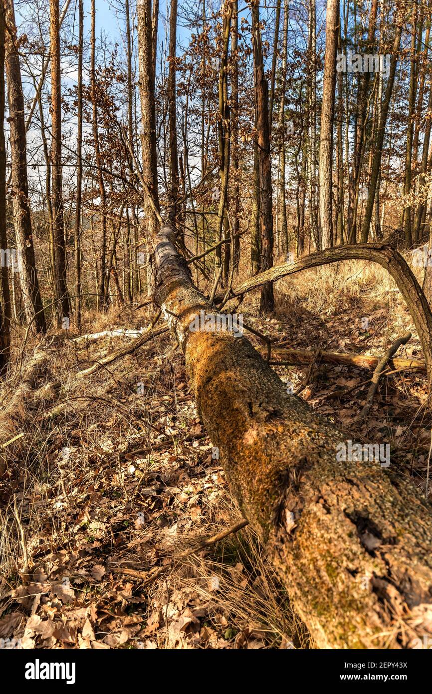 Dead oak tree, rotten, fell in the forest. Uprooted tree. Forestry ...