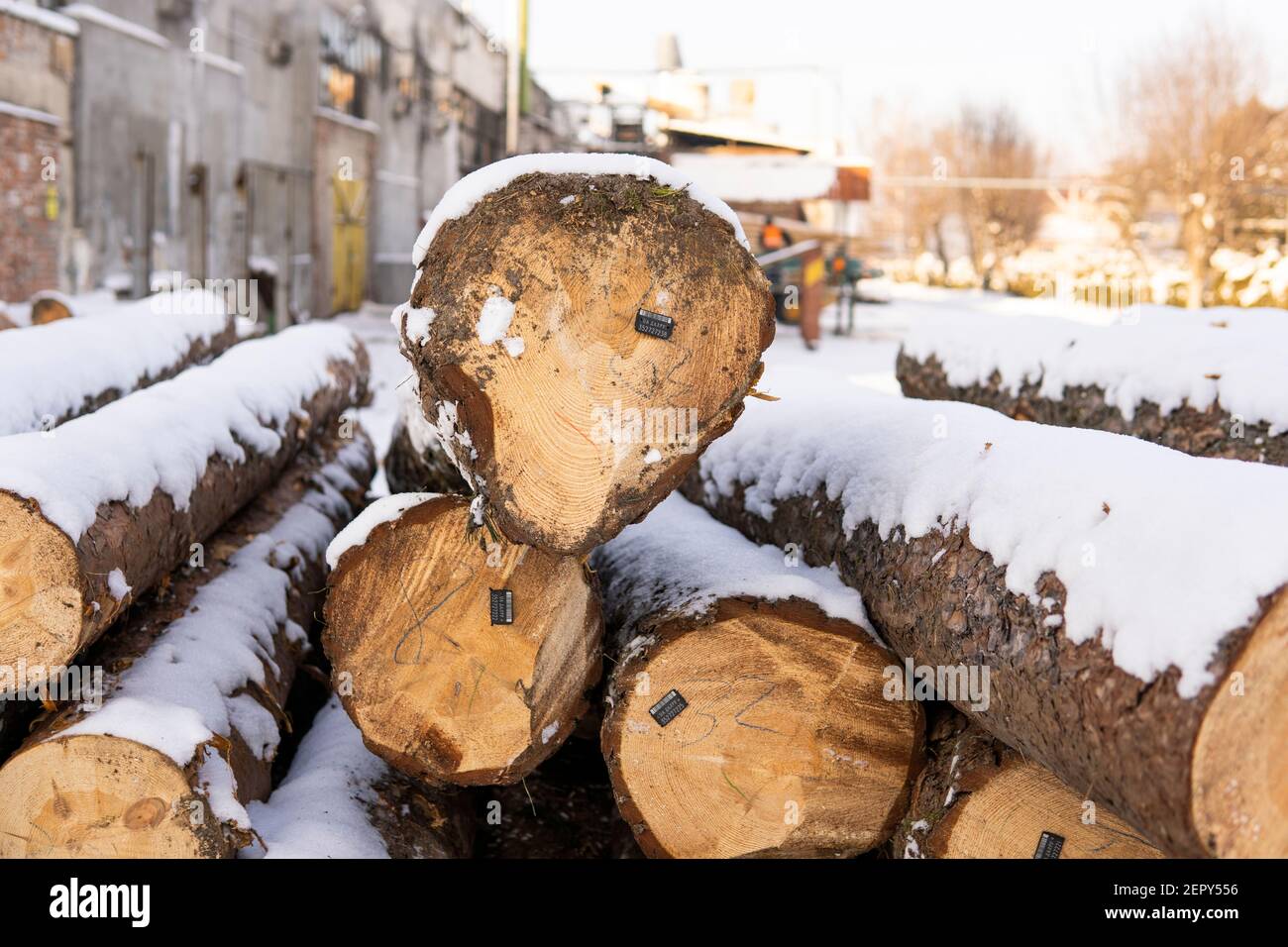 A pile of logs on a sawmill under the layer of snow in the winter ...