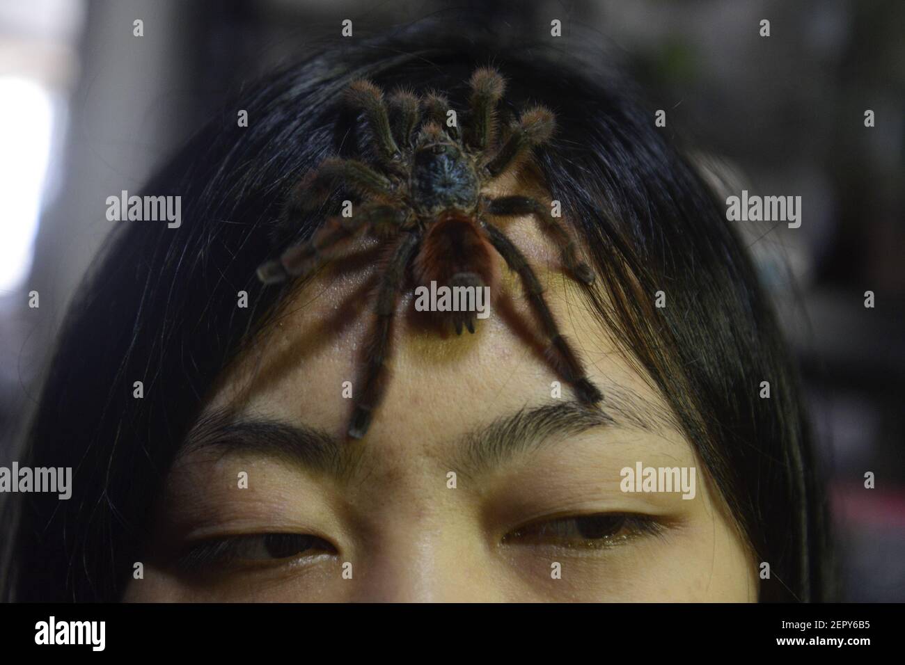 Woman from Bandung name Ming Cu (29) has a tarantula at home, Bandung ...