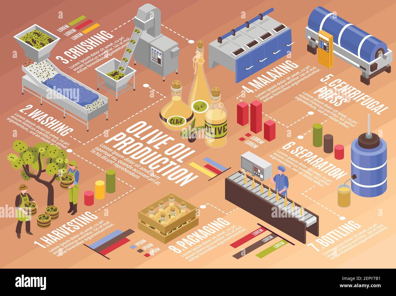Olive oil production process isometric infographics from harvesting to ...
