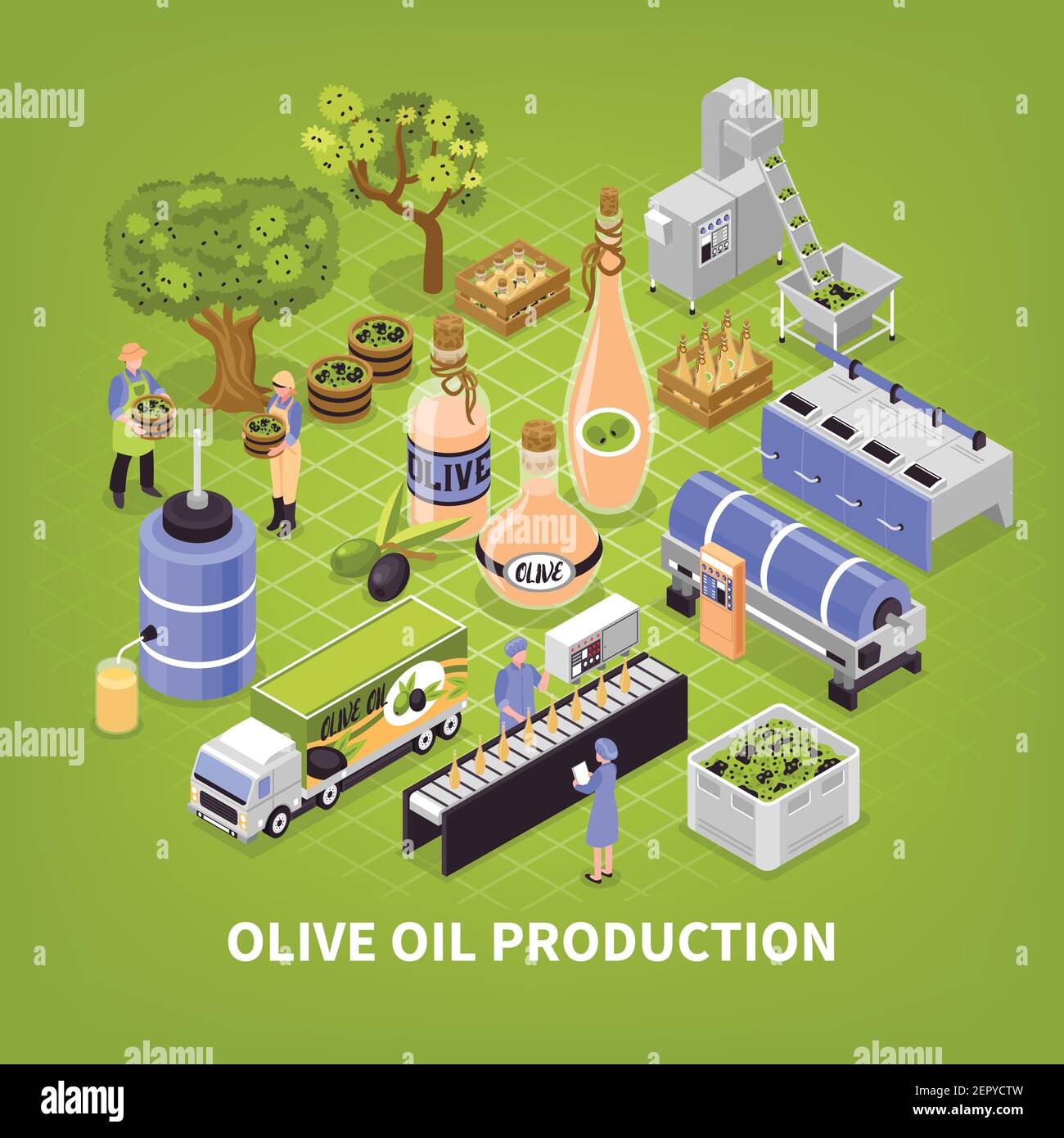 Olive production process isometric poster with fruit collection ...