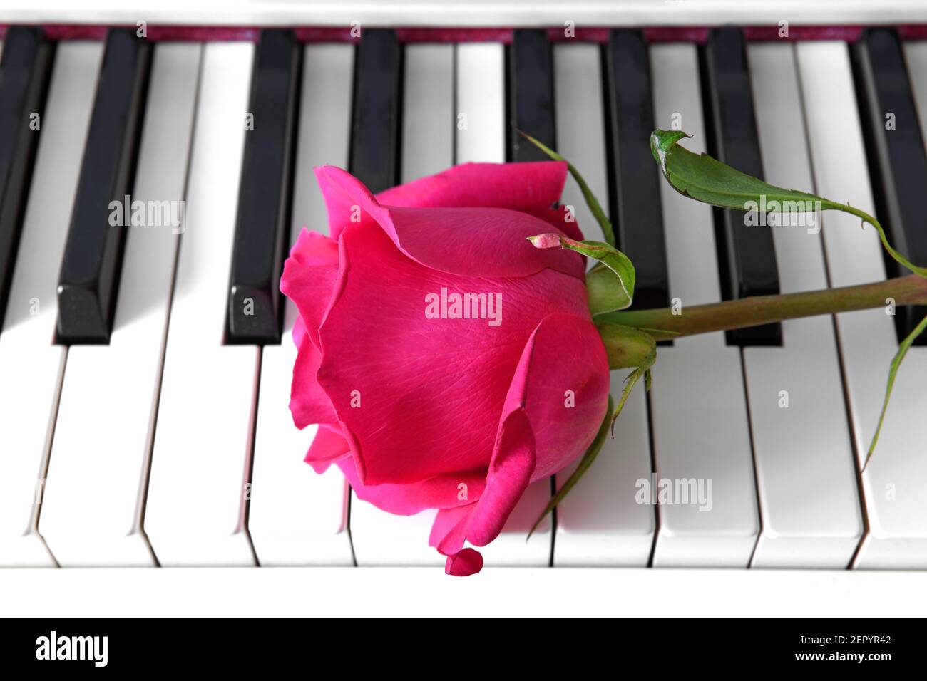 Beautiful bright pink rose on musical piano keyboard. Moscow, Russia ...