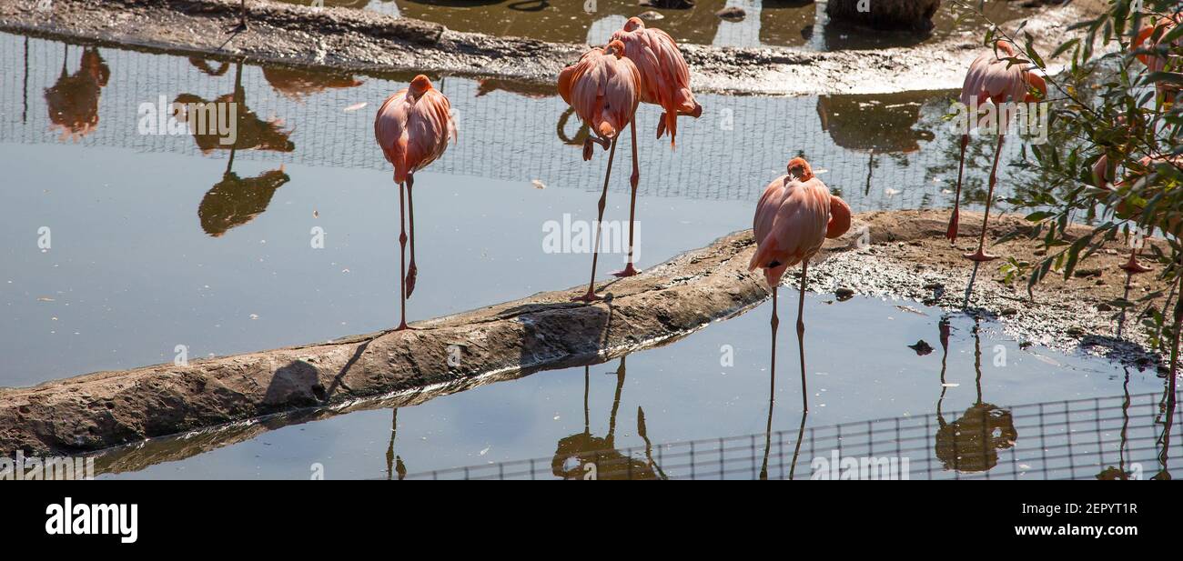 Flamingo in moscow zoo hi-res stock photography and images - Alamy