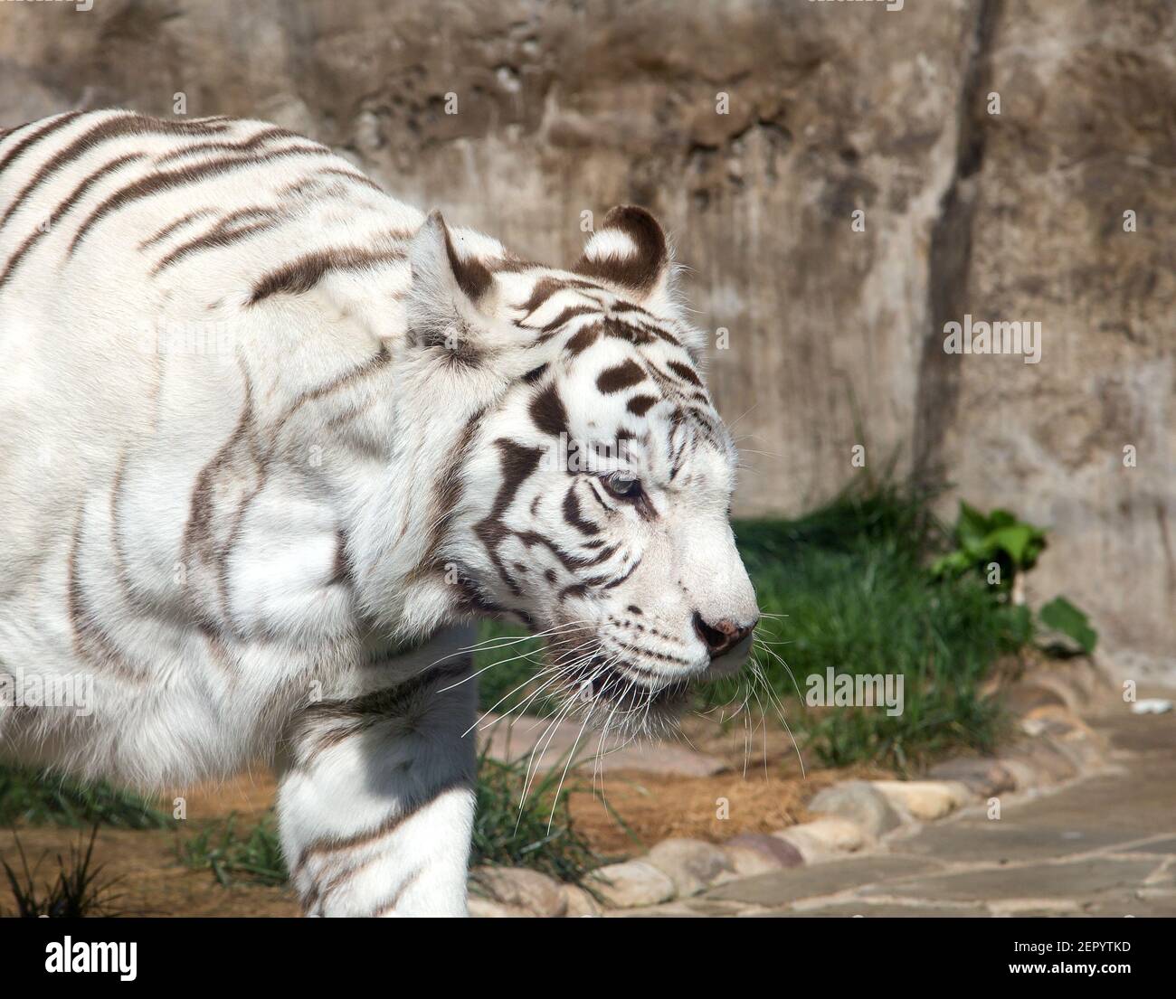 White Bengal Tiger, Moscow zoo. Russia Stock Photo - Alamy