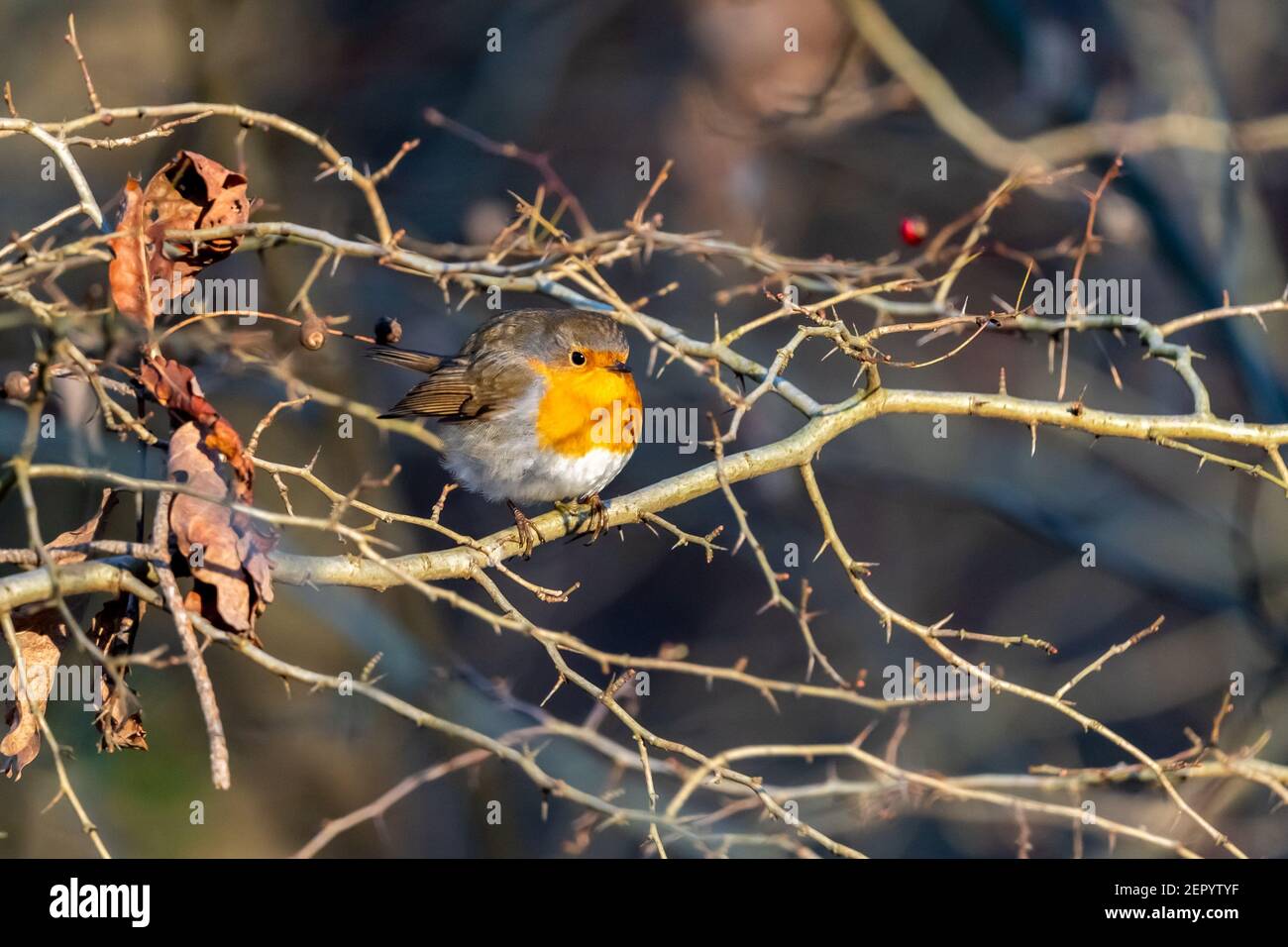 Flying robin illustration hi-res stock photography and images - Alamy