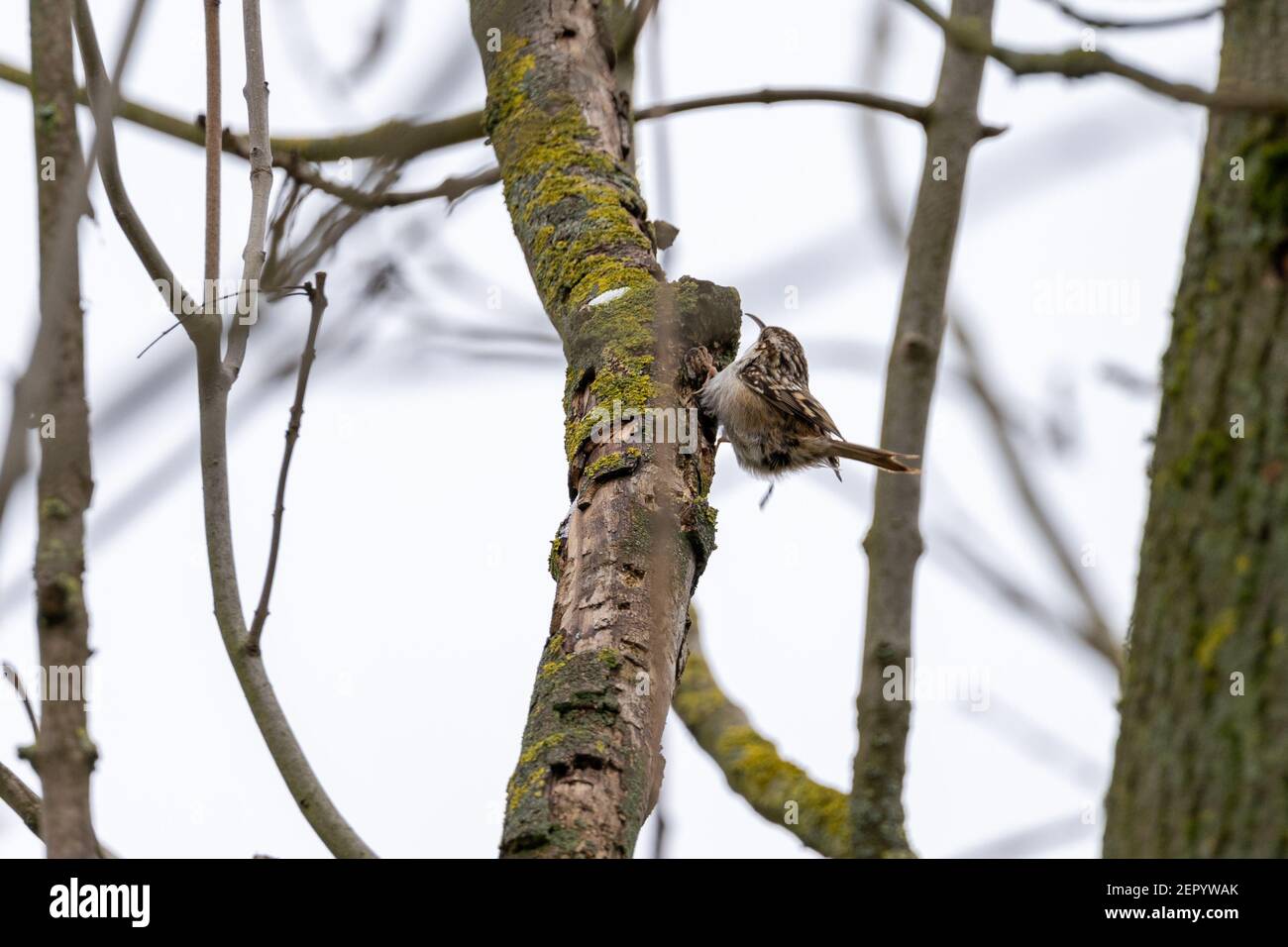 Diversity of animals hi-res stock photography and images - Alamy