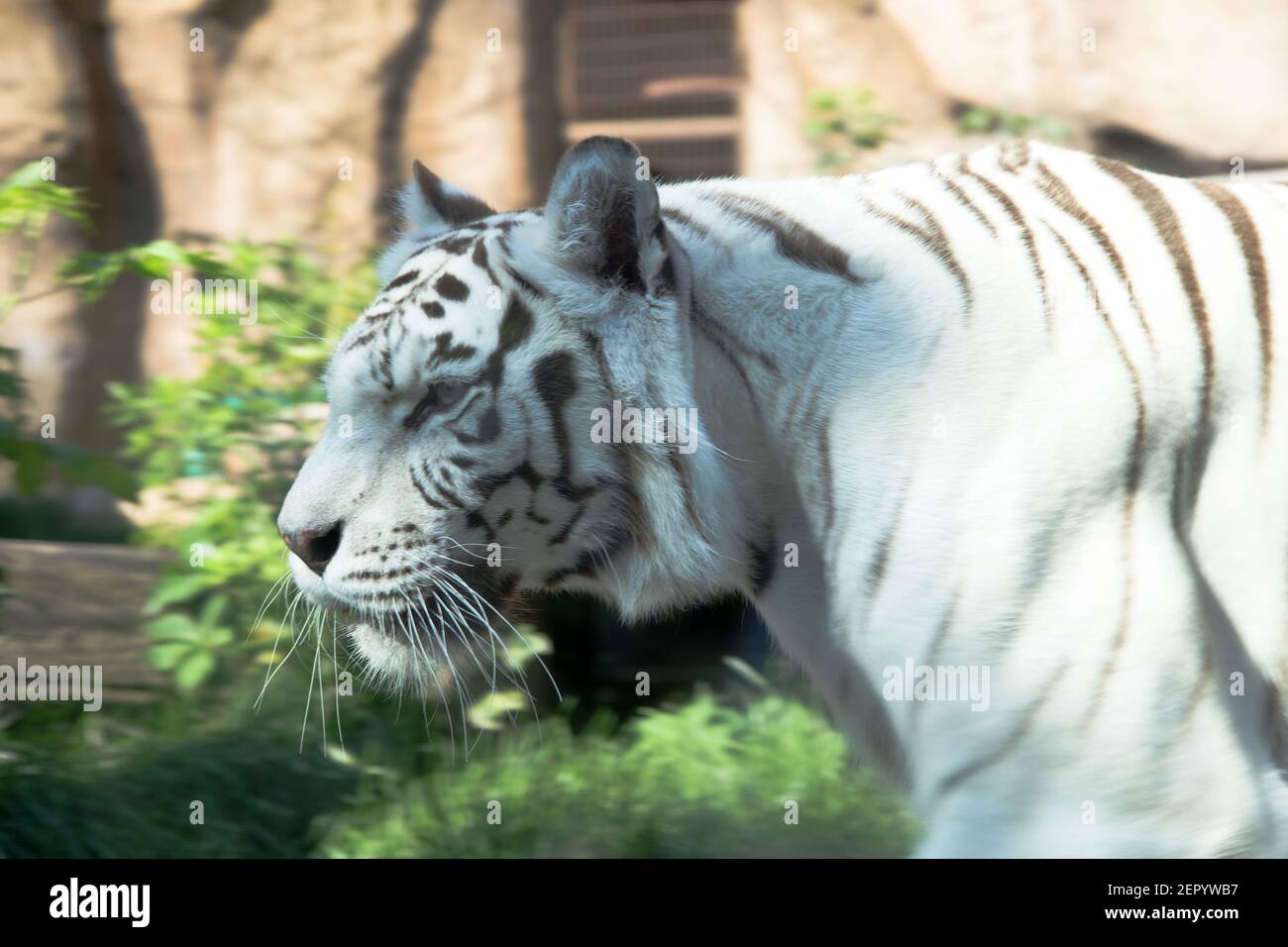 White Bengal Tiger, Moscow zoo. Russia Stock Photo - Alamy