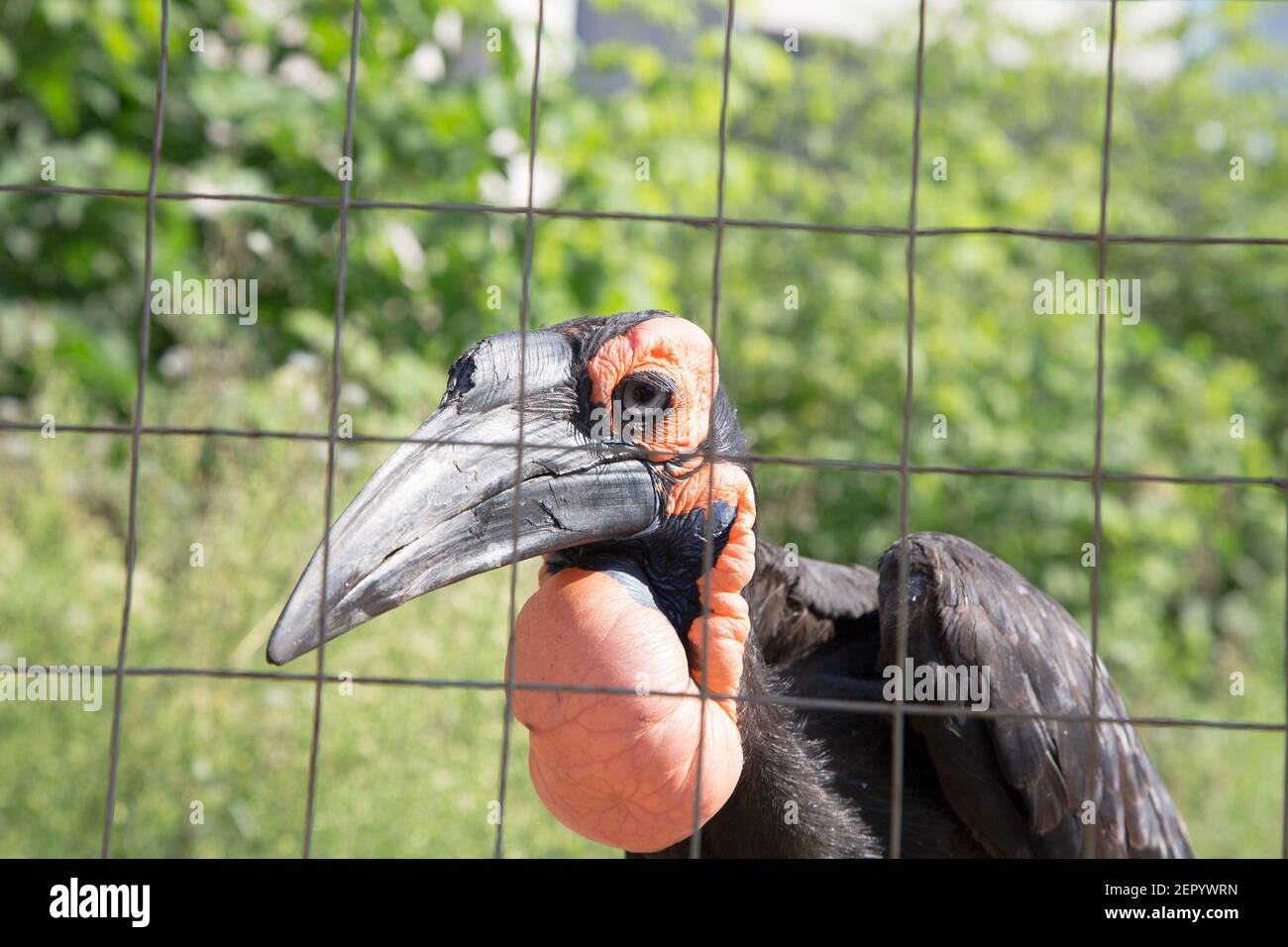 Horned Raven High Resolution Stock Photography and Images - Alamy