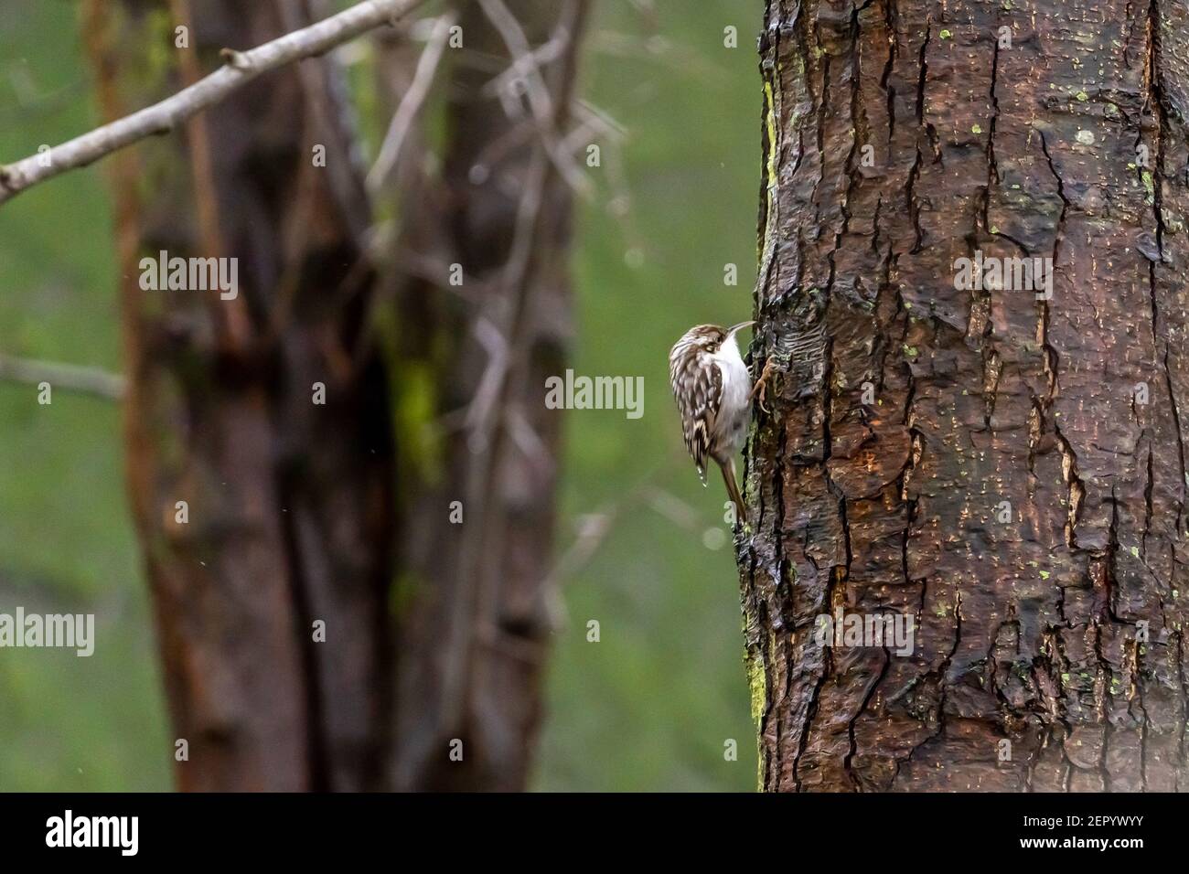 Birds in the wilderness hi-res stock photography and images - Alamy