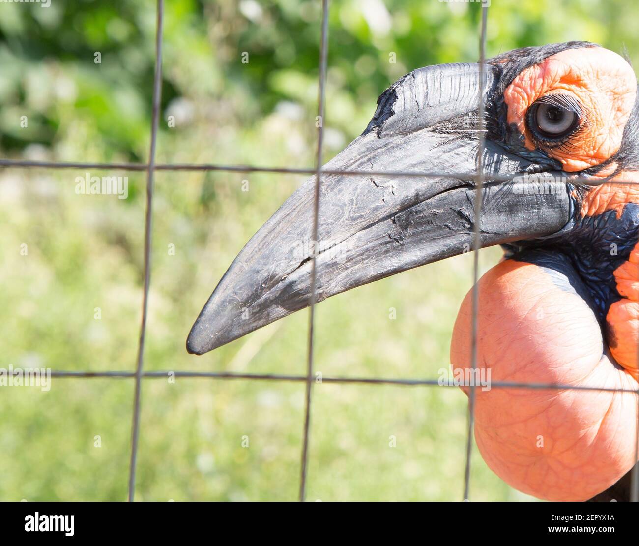 Large images of the Kafrsky horned raven. Moscow zoo, Russia Stock ...