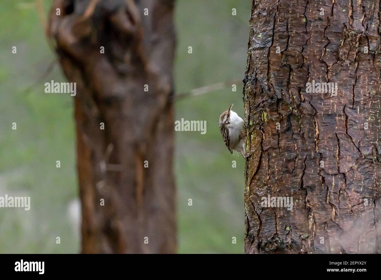 Diversity Of Animals High Resolution Stock Photography and Images - Alamy