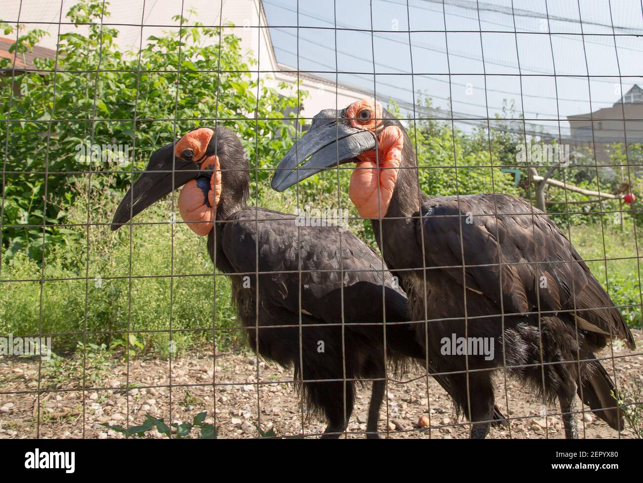 Horned Raven High Resolution Stock Photography and Images - Alamy