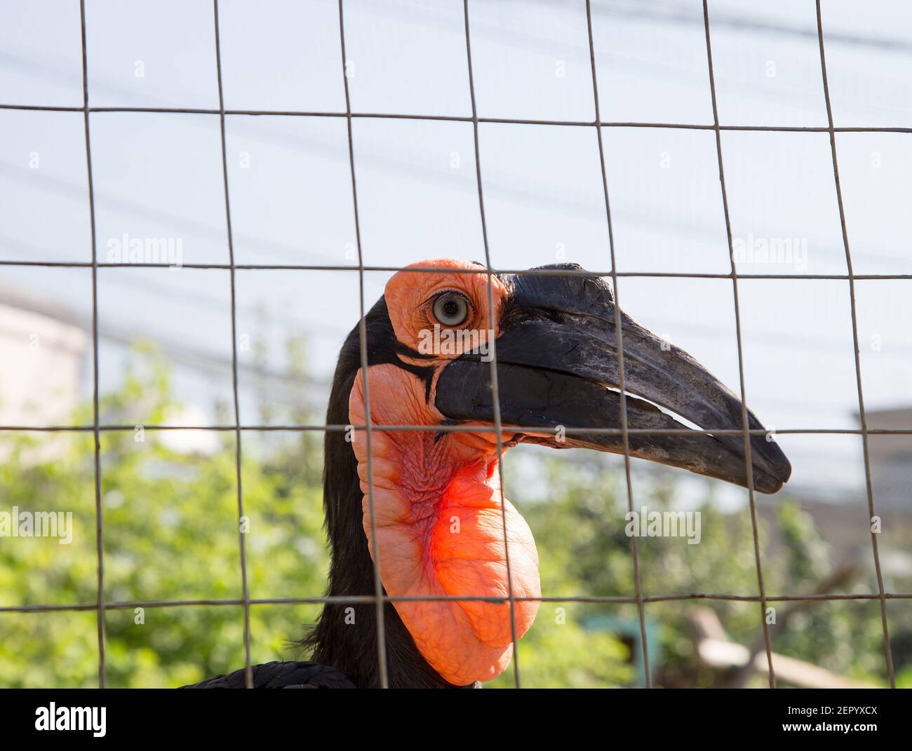 Large images of the Kafrsky horned raven. Moscow zoo, Russia Stock ...
