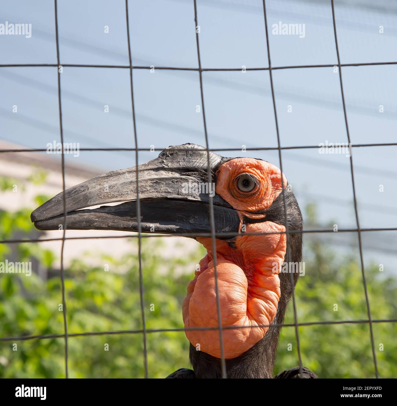 Large images of the Kafrsky horned raven. Moscow zoo, Russia Stock ...
