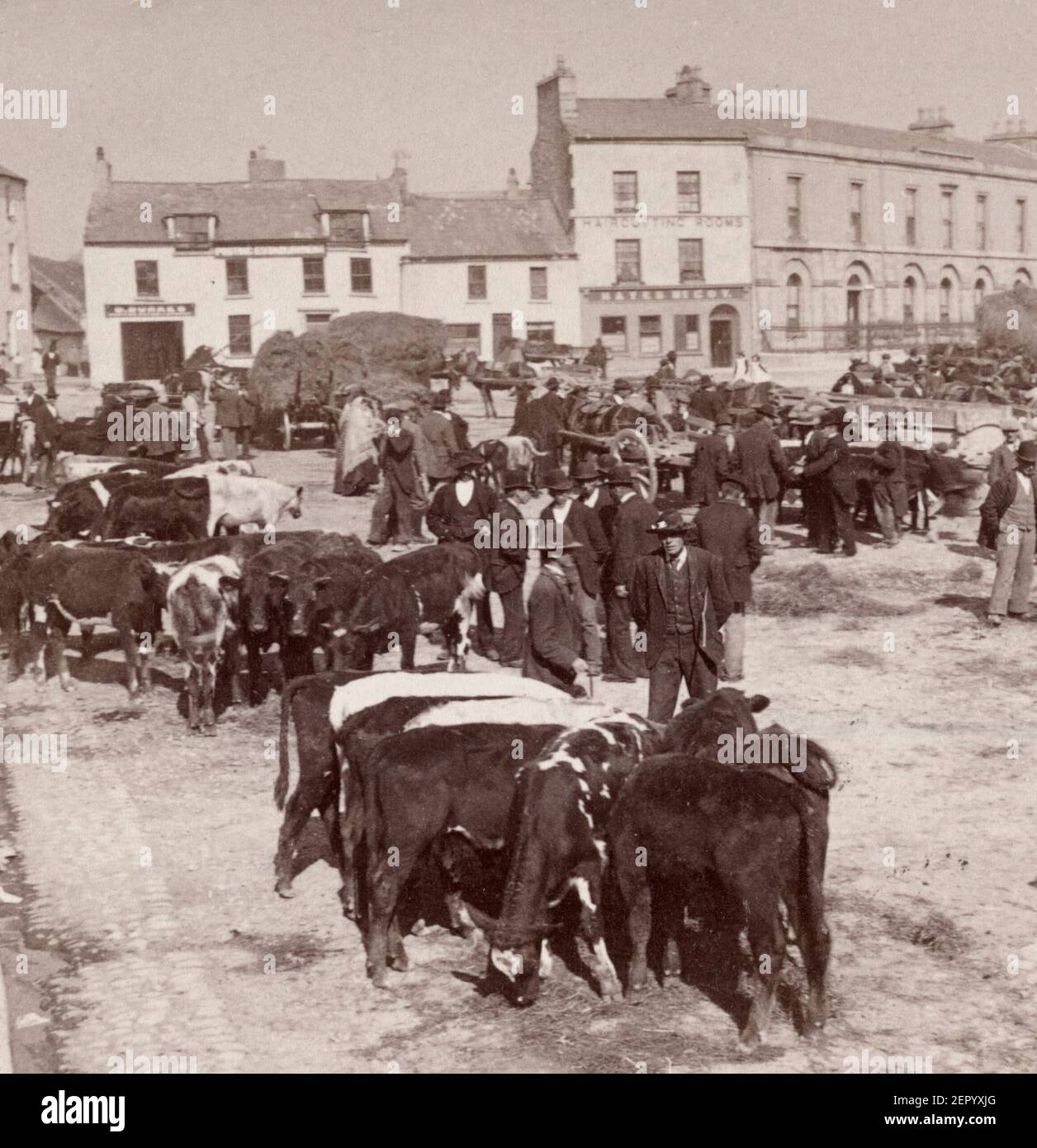 Galway Cattle Market, Galway Ireland, 1901 Stock Photo - Alamy