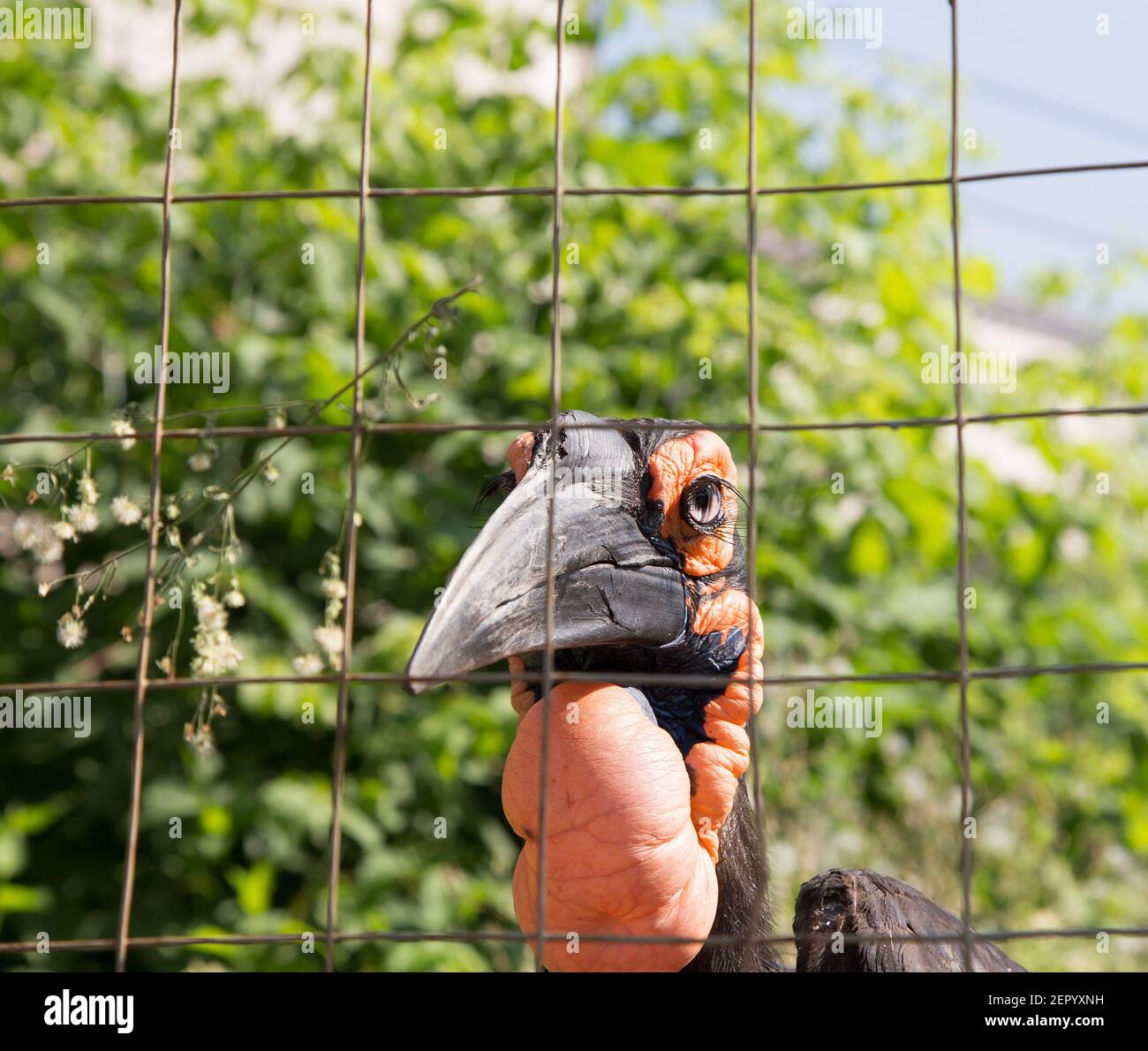Large images of the Kafrsky horned raven. Moscow zoo, Russia Stock ...