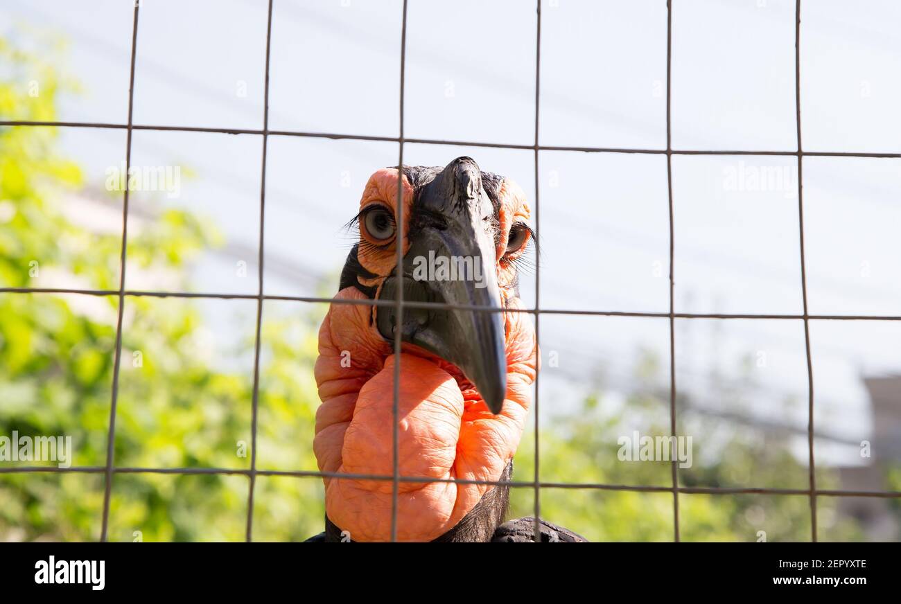 Large images of the Kafrsky horned raven. Moscow zoo, Russia Stock ...