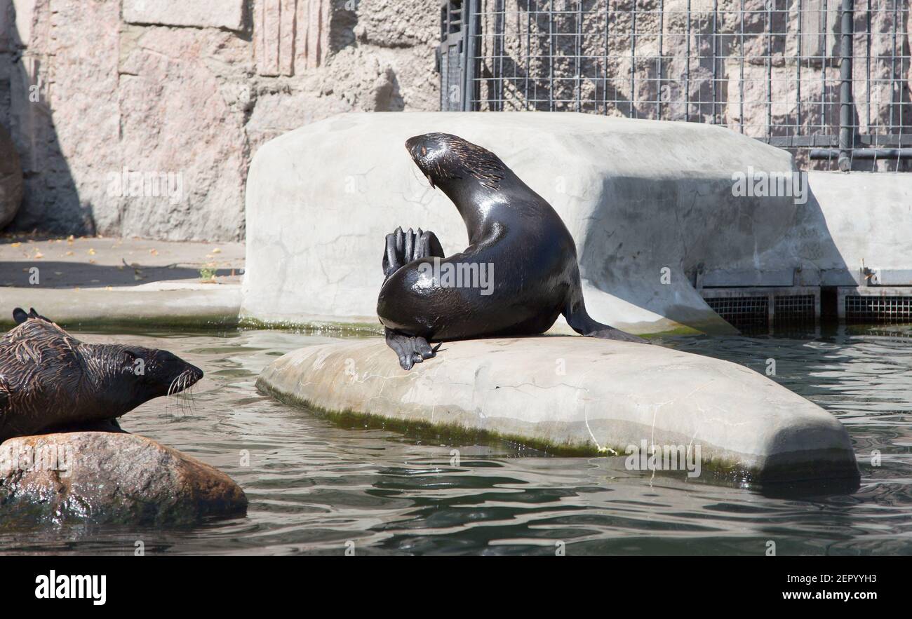 Northern Fur Seals, the smallest seals, Moscow zoo Stock Photo - Alamy