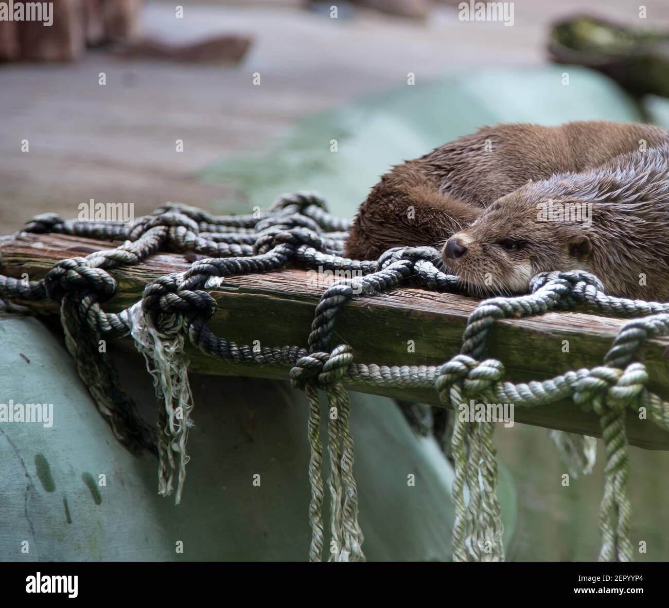 Pretty Otters, the members of Mustelidae family Stock Photo - Alamy
