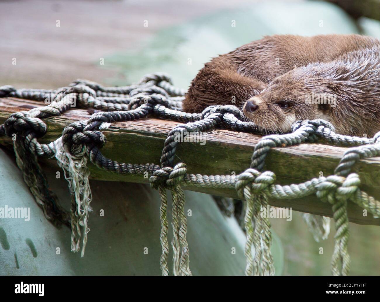 Pretty Otters, the members of Mustelidae family Stock Photo - Alamy