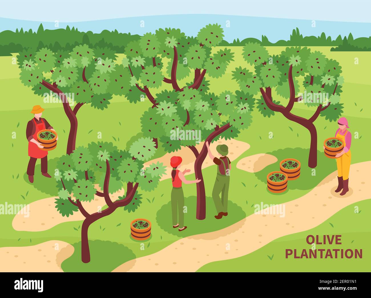 Olive plantation harvesting with farmers hand picking fruit for ...
