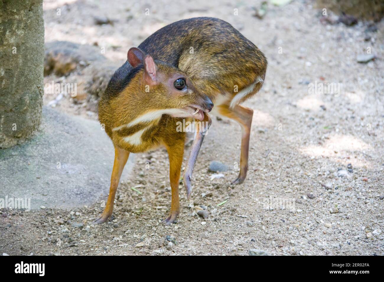 Mouse deer fawn hi-res stock photography and images - Alamy