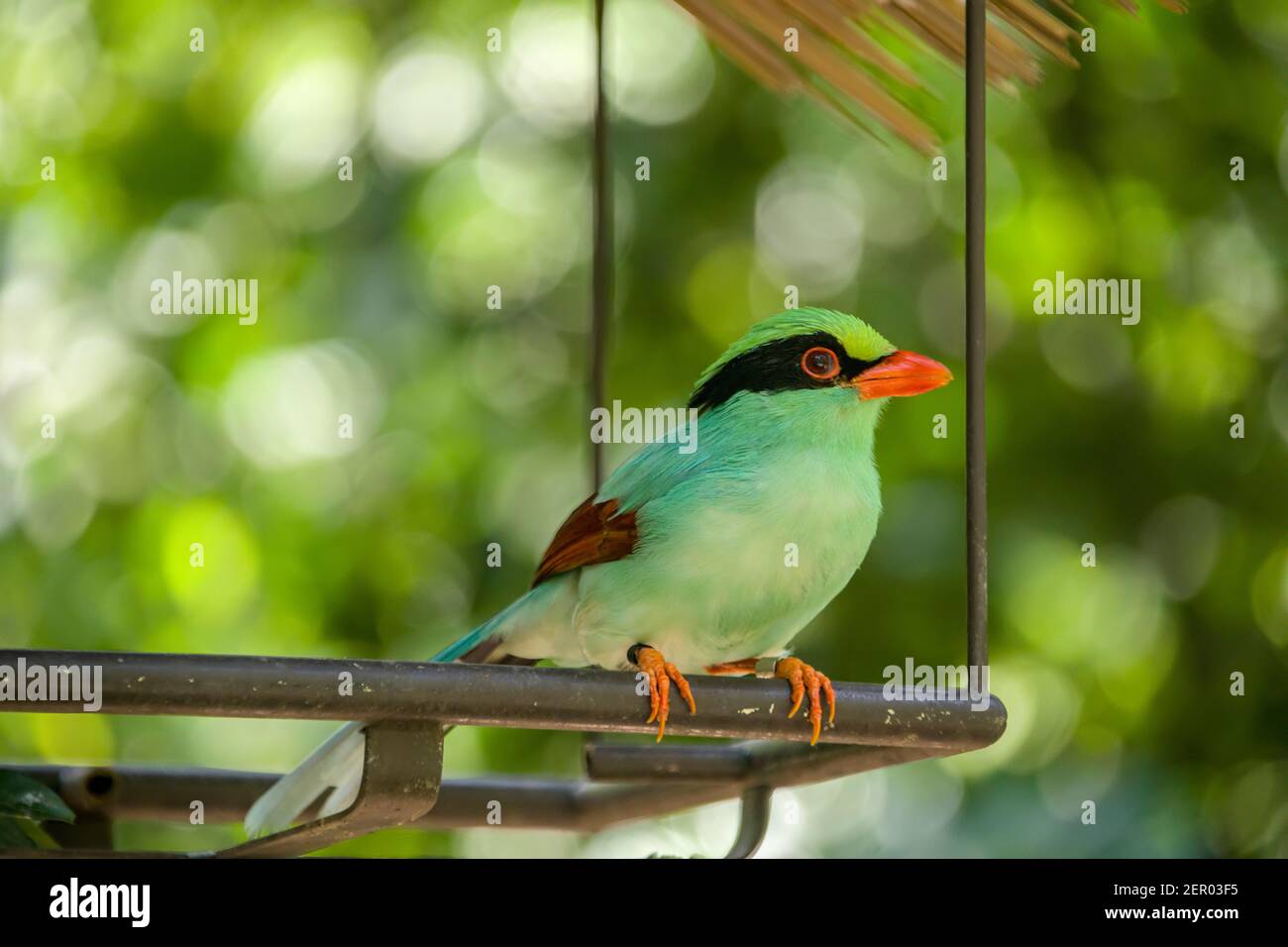 The common green magpie (Cissa chinensis) is a member of the crow ...
