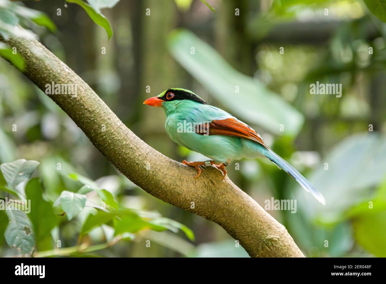 The common green magpie (Cissa chinensis) is a member of the crow ...
