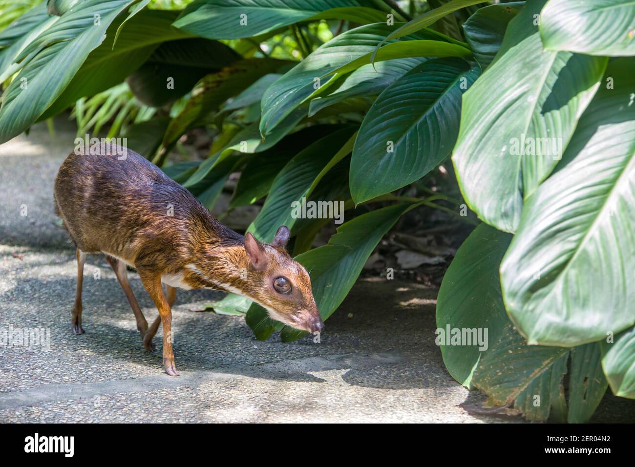 Chevrotain fawn hi-res stock photography and images - Alamy