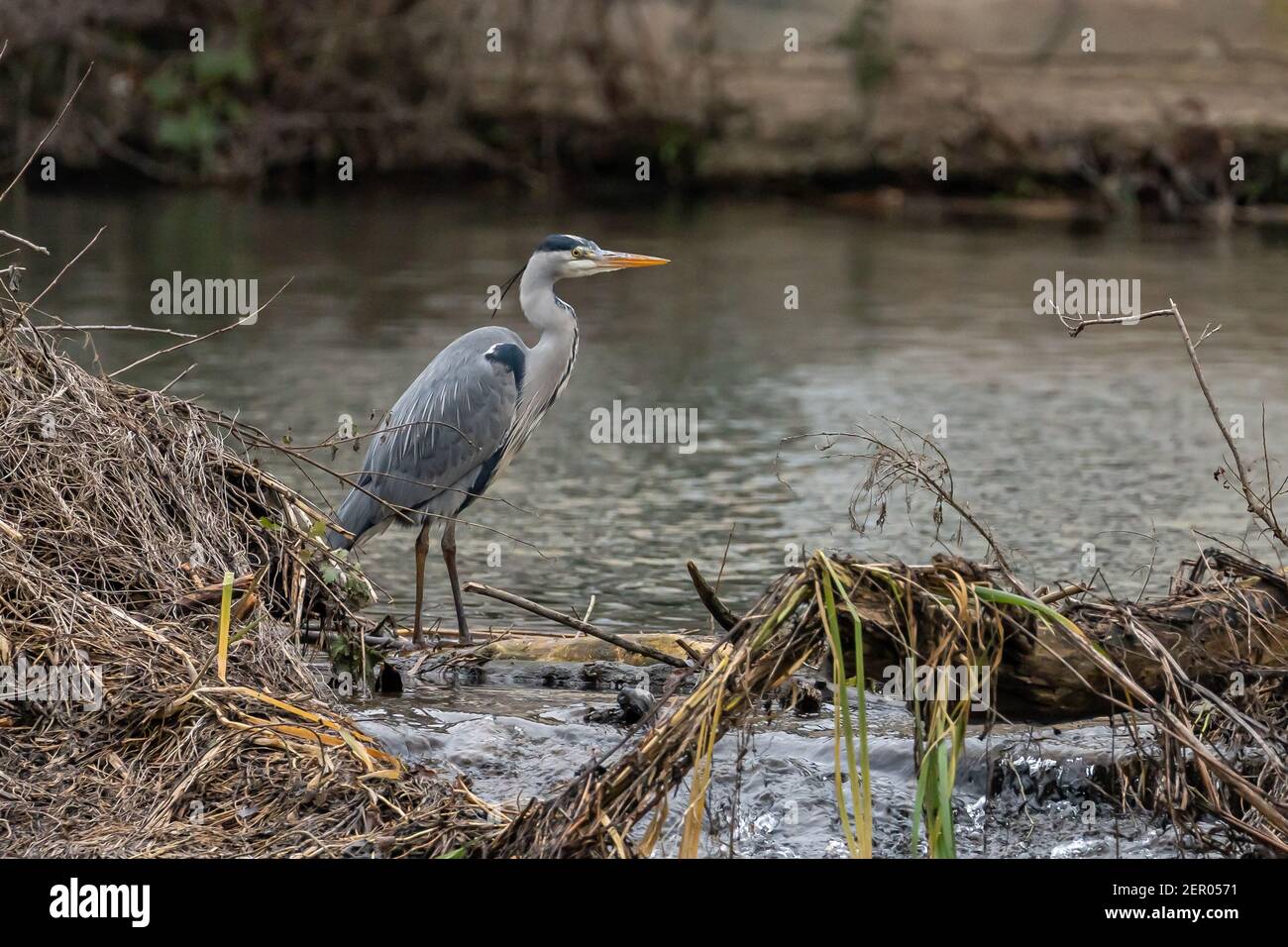 grey heron at the river bank, hesse, germany Stock Photo - Alamy