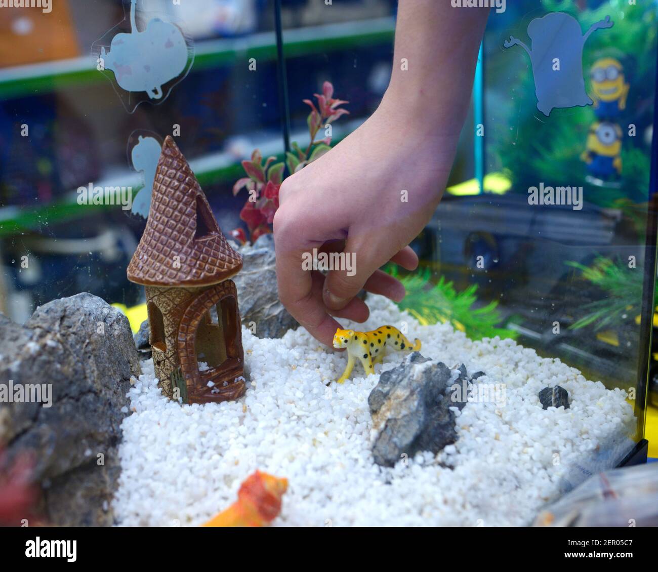 Lesson of aquarium husbandry. Girl hand arranging decorations in an ...
