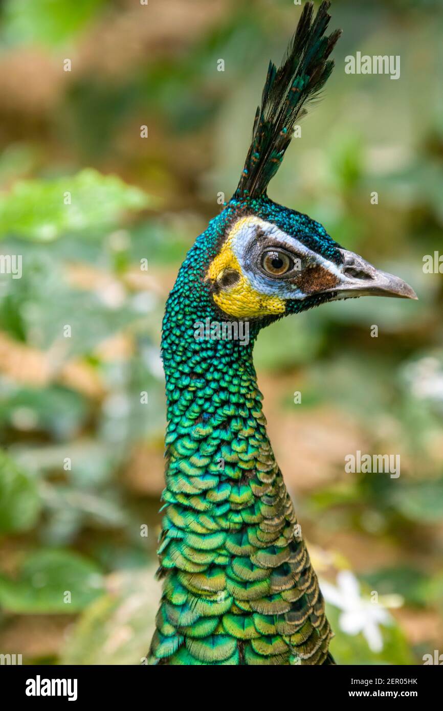 The female green peafowl (Pavo muticus), it is a peafowl species native ...
