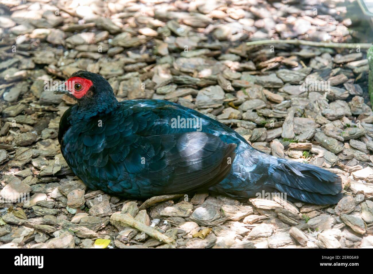 Crestless fireback hi-res stock photography and images - Alamy