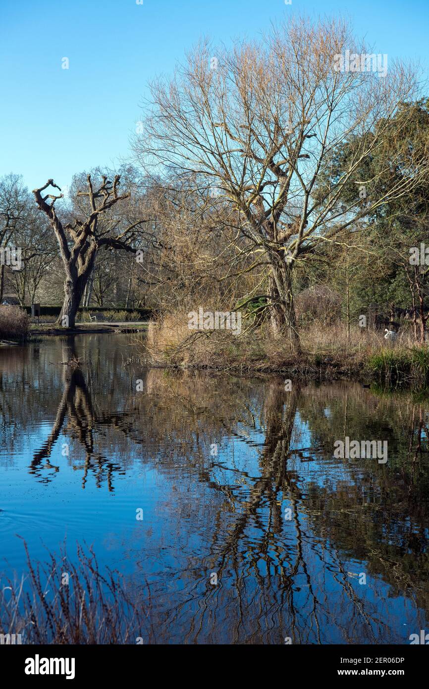 Small lake Queen Mary's garden Regents Park London England Stock Photo ...